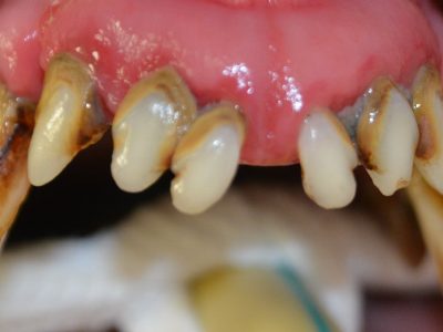 Dogs – The Veterinary Dentist